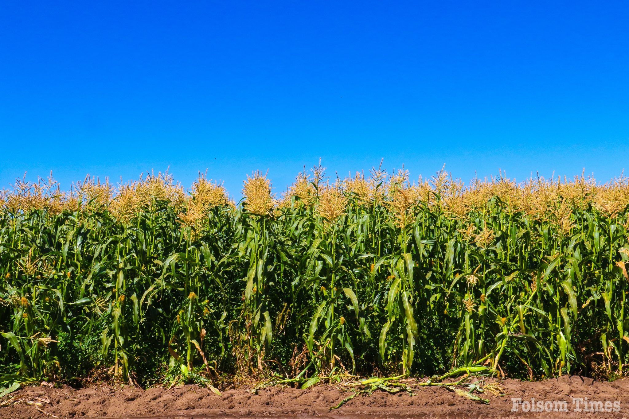 The Corn Is Popping In Piles At Nearby Sloughhouse This Year – Folsom Times