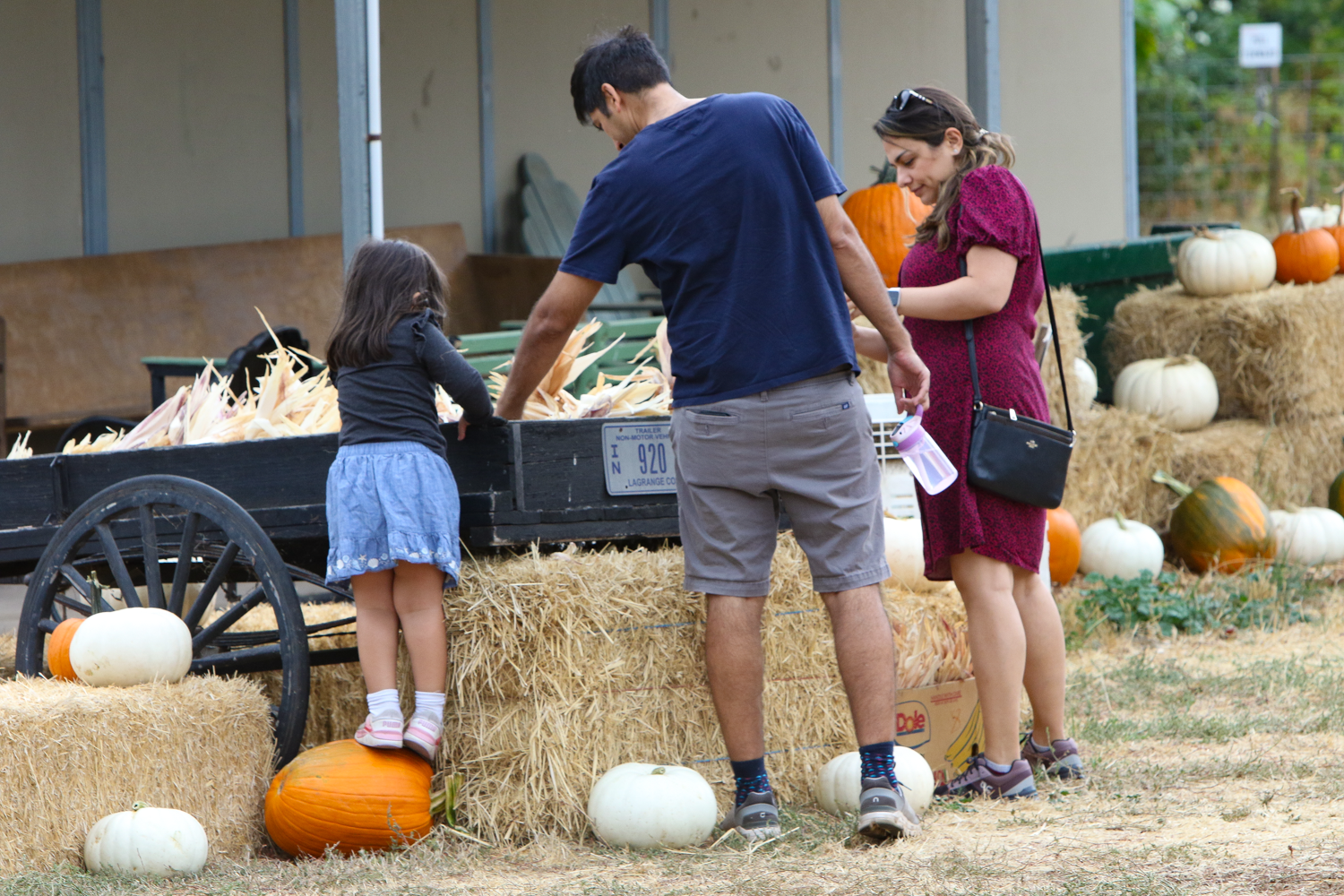 A Folsom Tradition: Zittel Farms Ready For 48th Pumpkin Pickin’ Season – Folsom Times