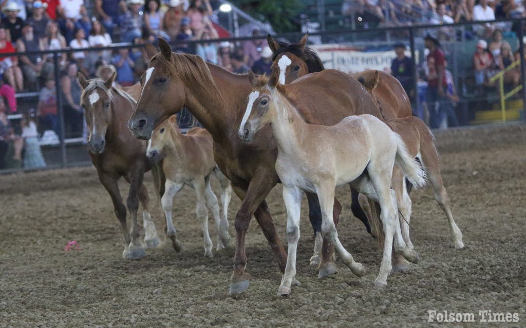 In Pictures: Community Spirit Shines At Folsom Pro Rodeo – Folsom Times
