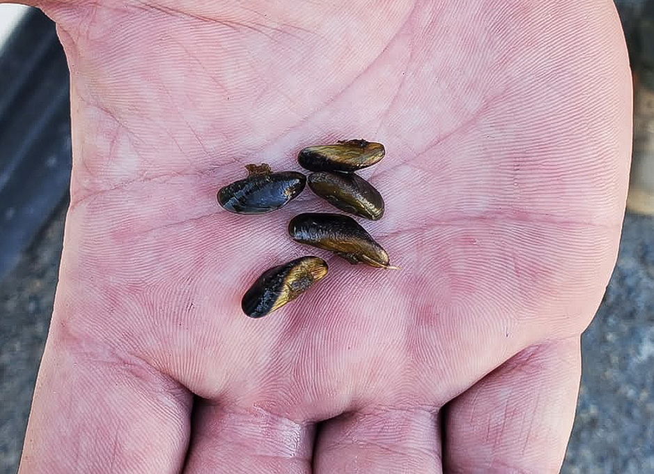 Golden Mussels Discovered During Folsom Lake Boat Inspection – Folsom Times