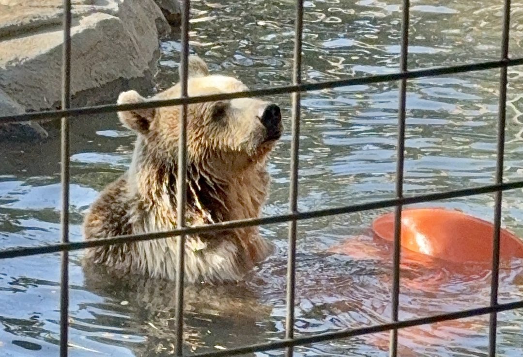 Matilda It Is! Folsom’s Newest Bear Gets Her Name – Folsom Times