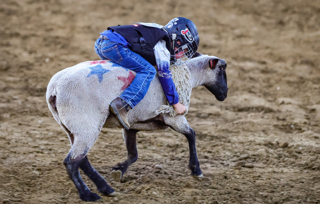 Mutton Busting Signups Open For Oct. 4 Sheriff’s Rodeo In Folsom ...